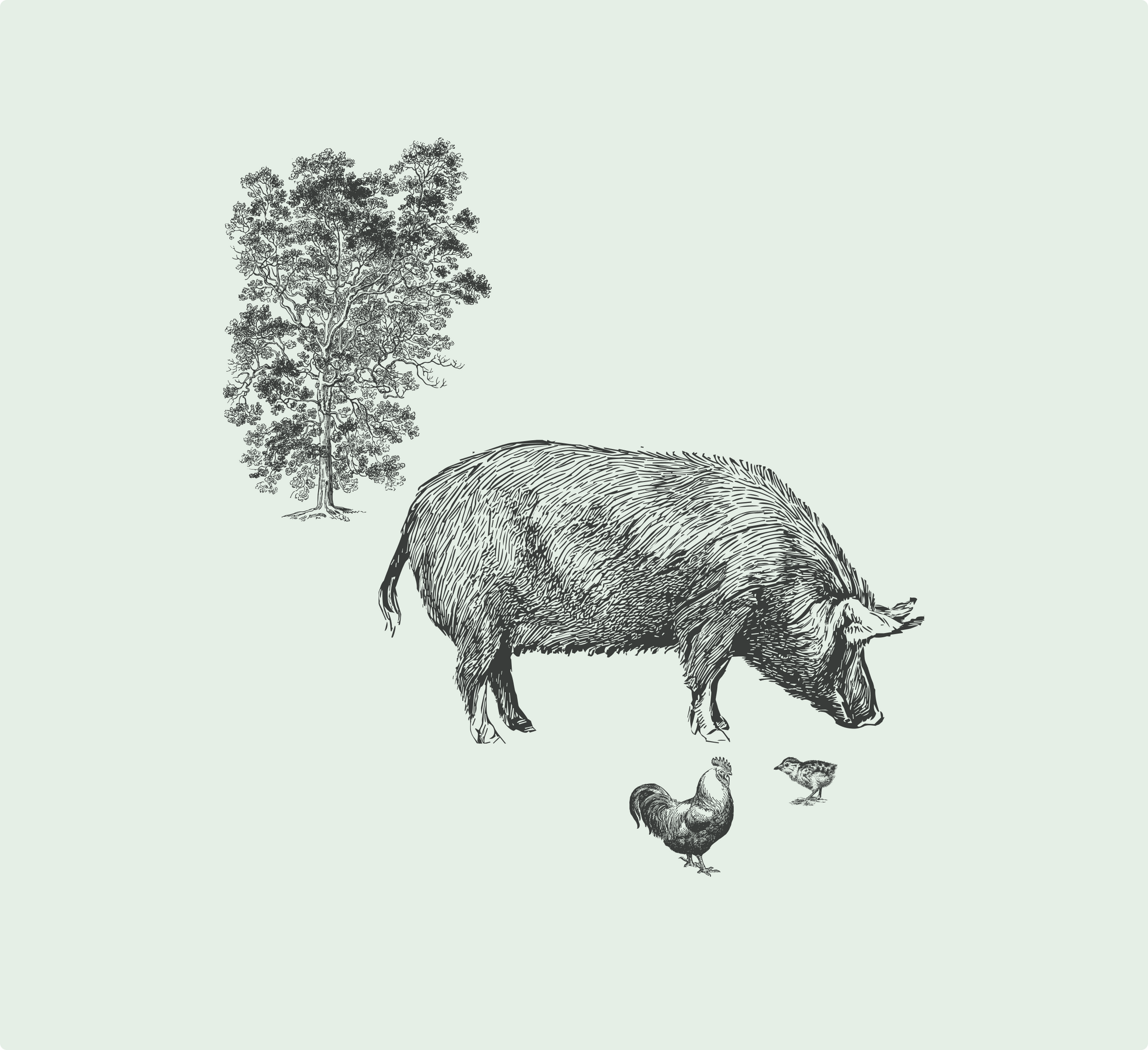 Heritage Breed Pasture-Raised Pork | Ex Libris Farm - American Iberico